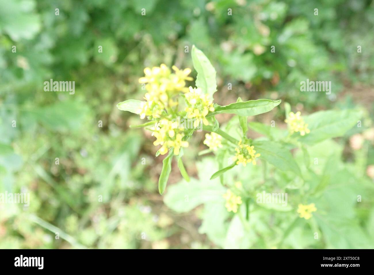 mustard family (Brassicaceae) Plantae Stock Photo - Alamy