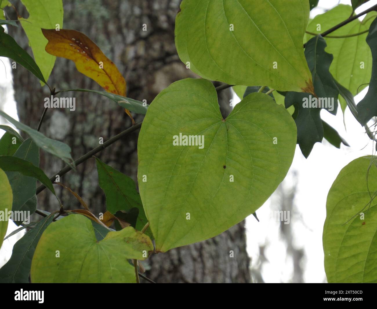 air potato (Dioscorea bulbifera) Plantae Stock Photo - Alamy
