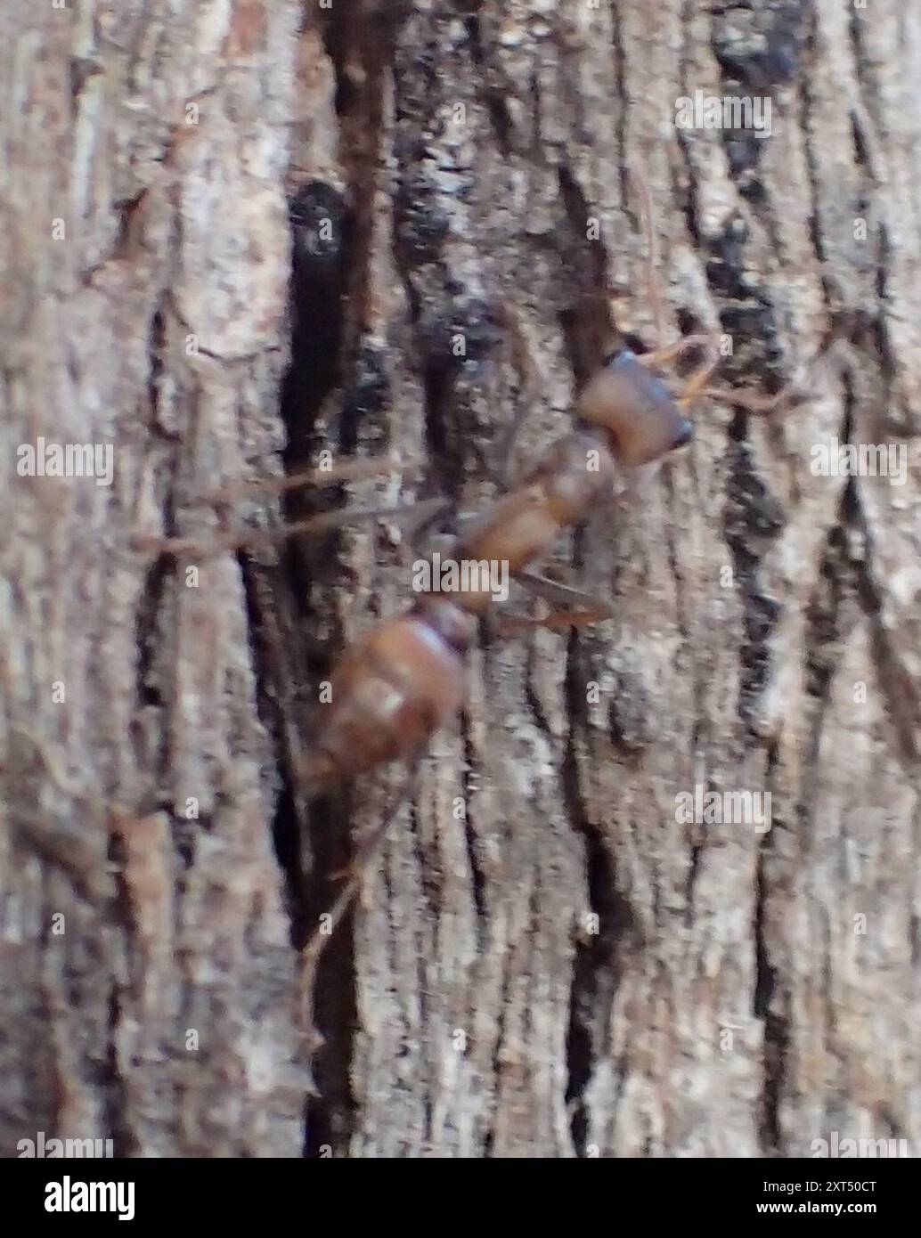 Jack jumper ant hi-res stock photography and images - Alamy