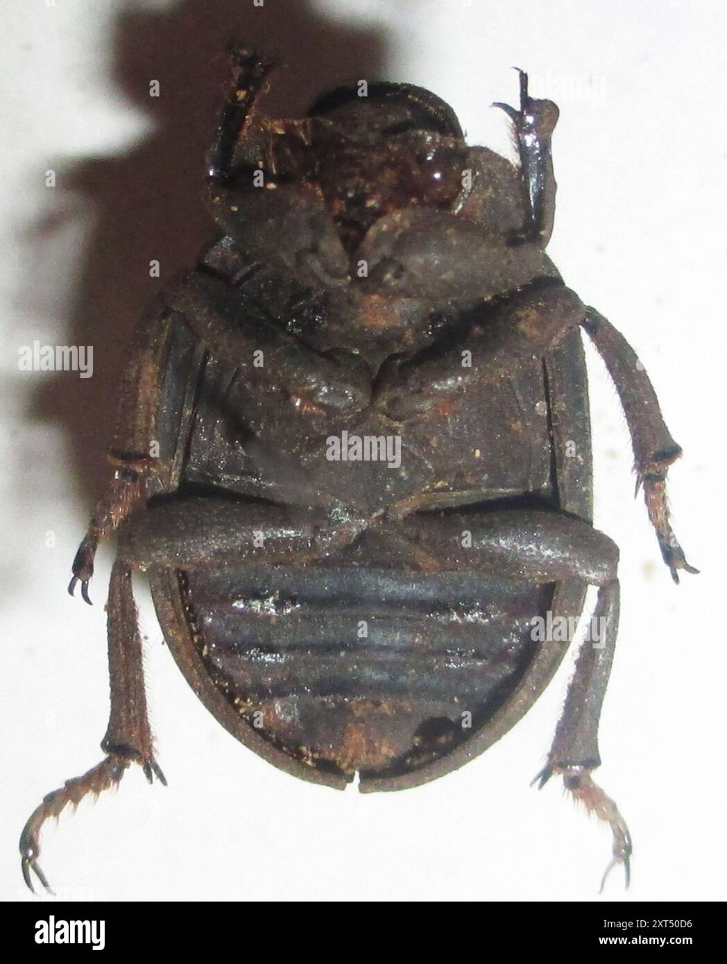 Omorgus hi-res stock photography and images - Alamy