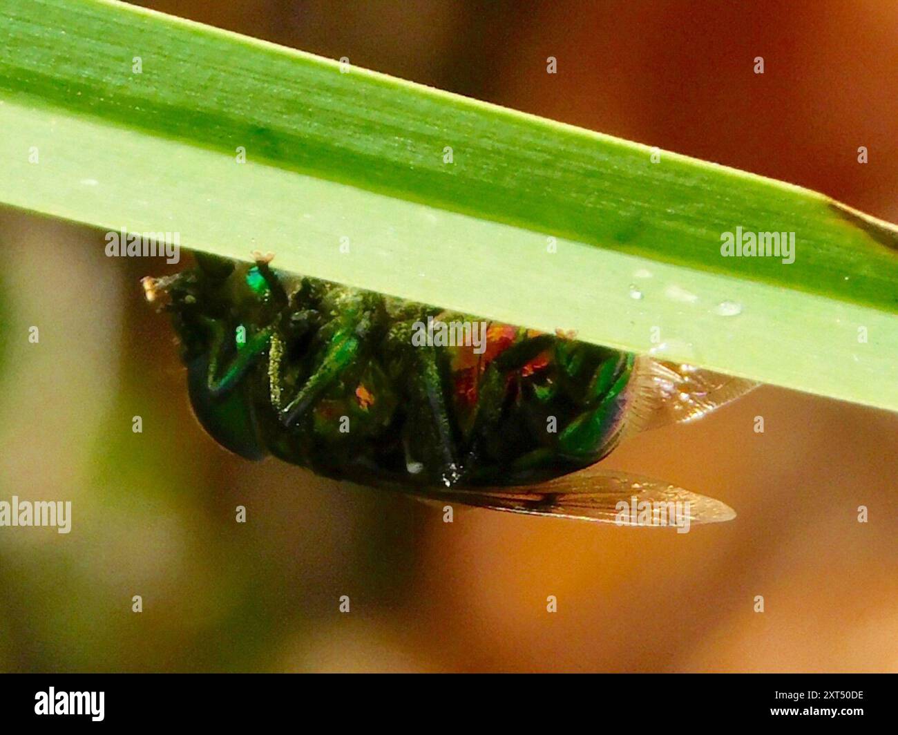 Green Jewel Fly (Ornidia obesa) Insecta Stock Photo - Alamy