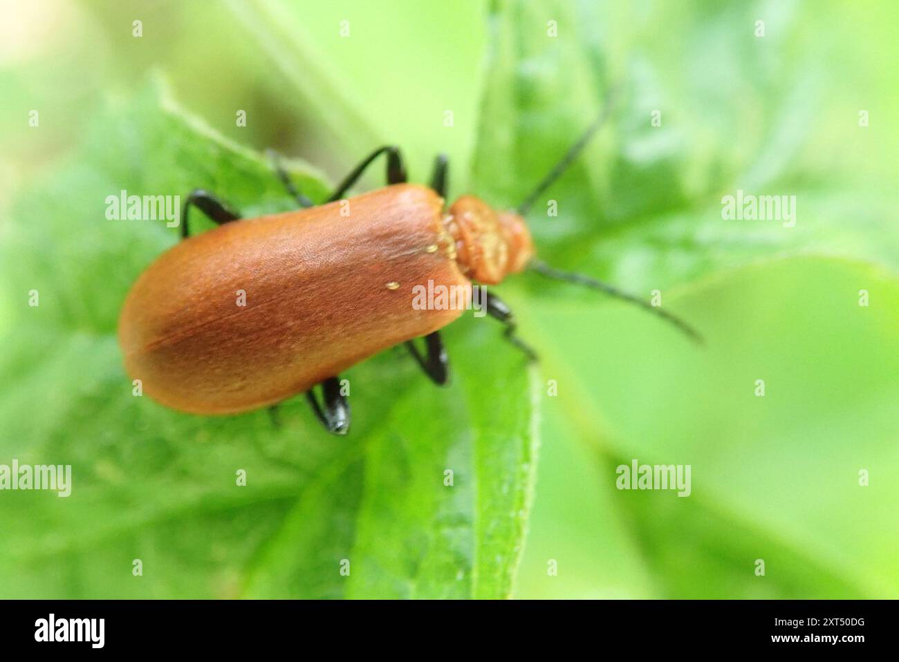 Common Cardinal Beetle (Pyrochroa serraticornis) Insecta Stock Photo ...