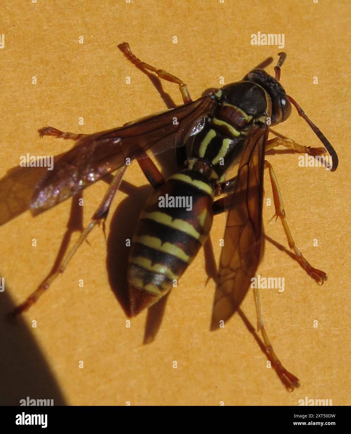 Northern Paper Wasp (Polistes fuscatus) Insecta Stock Photo - Alamy