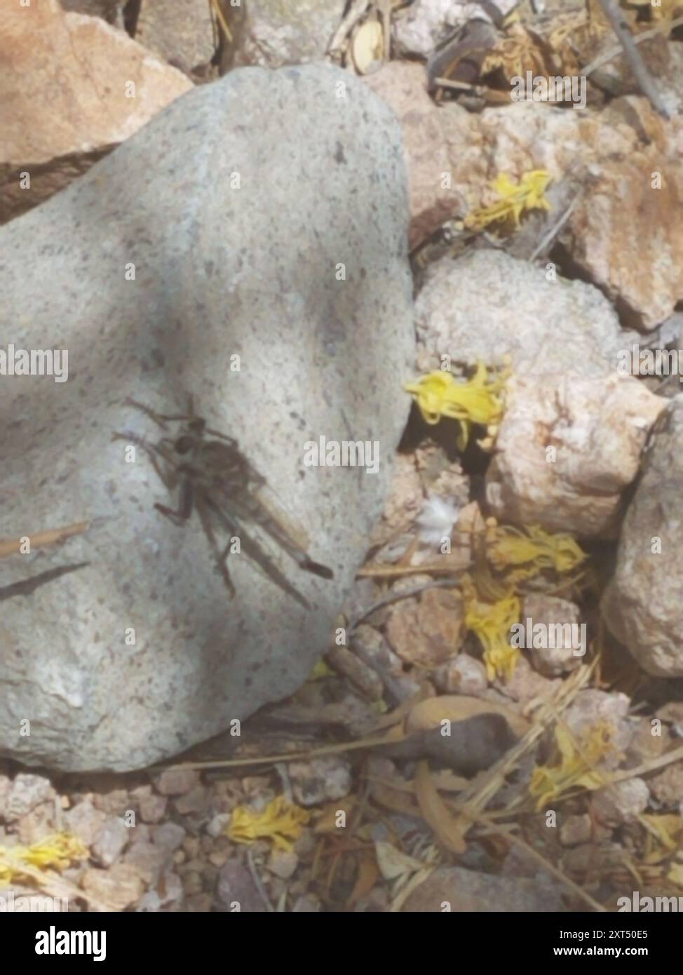 Hammertails (Efferia) Insecta Stock Photo - Alamy