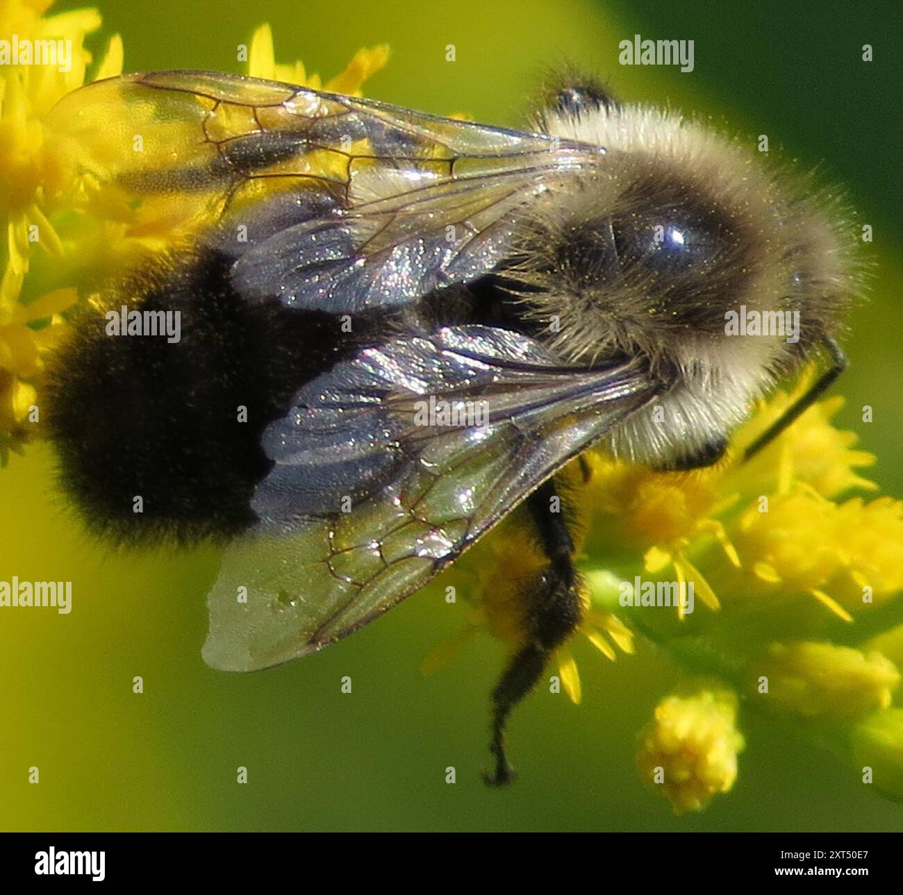 Common Eastern Bumble Bee (Bombus impatiens) Insecta Stock Photo - Alamy