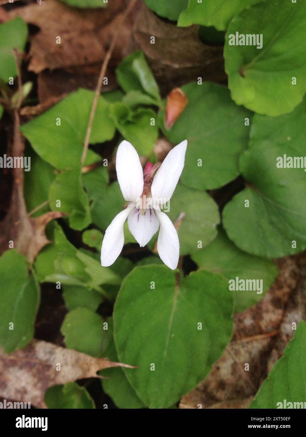 sweet white violet (Viola blanda) Plantae Stock Photo - Alamy
