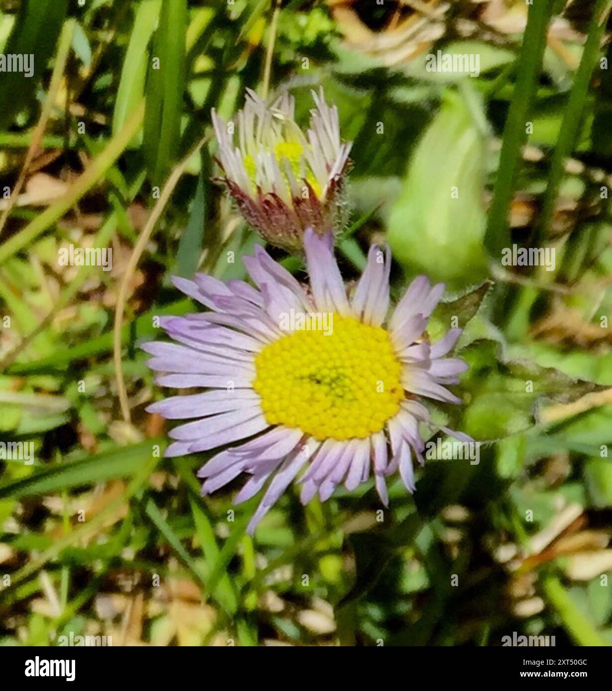 robin's-plantain (Erigeron pulchellus) Plantae Stock Photo - Alamy