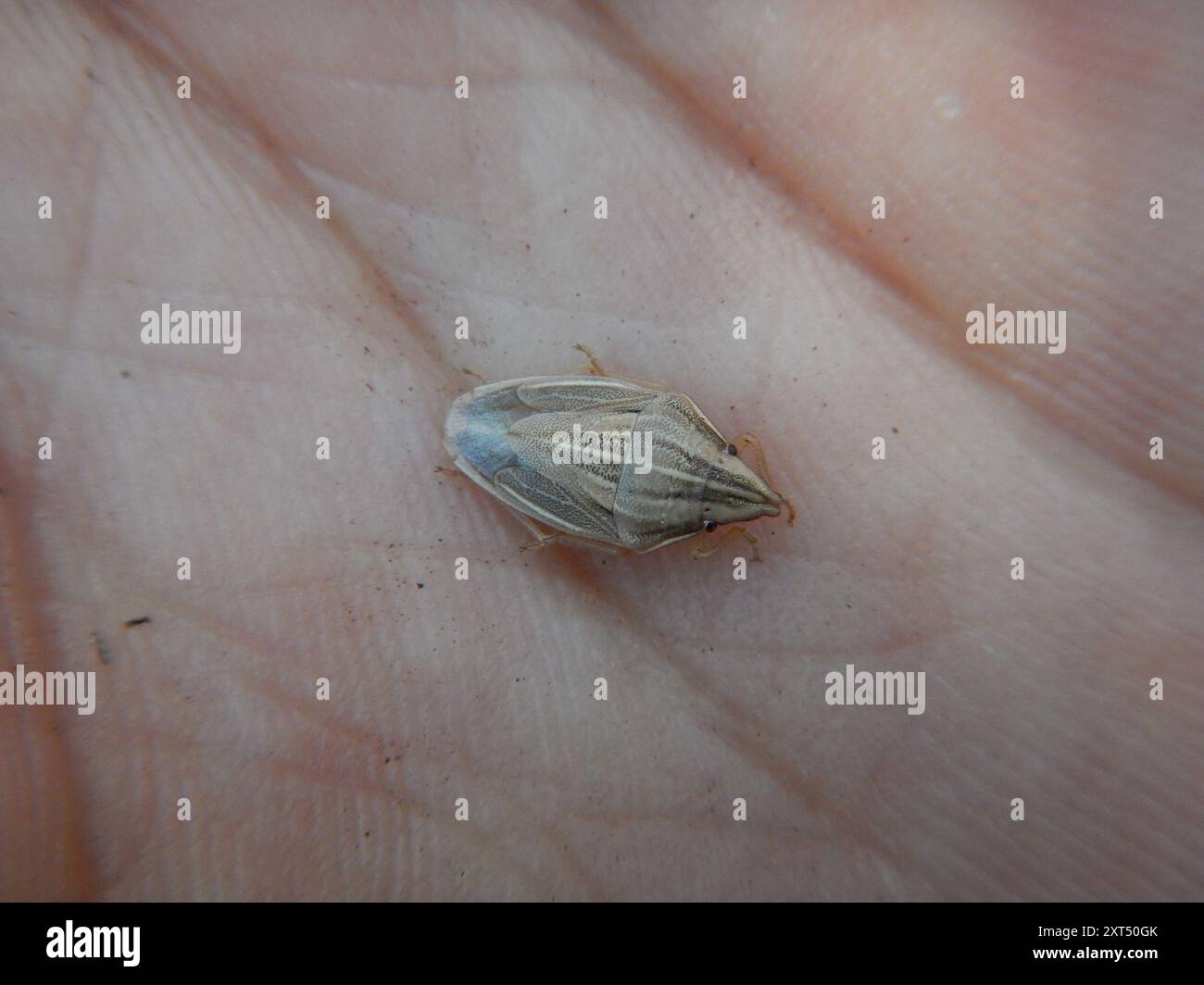 Bishop's Mitre Shield Bug (Aelia acuminata) Insecta Stock Photo - Alamy