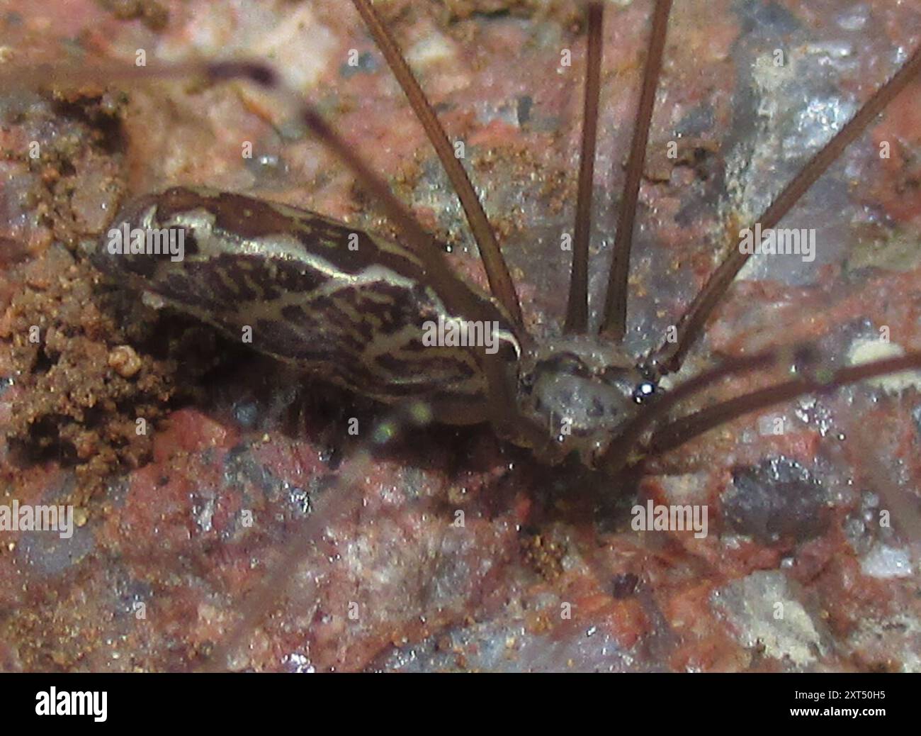Cellar Spiders (Pholcidae) Arachnida Stock Photo - Alamy