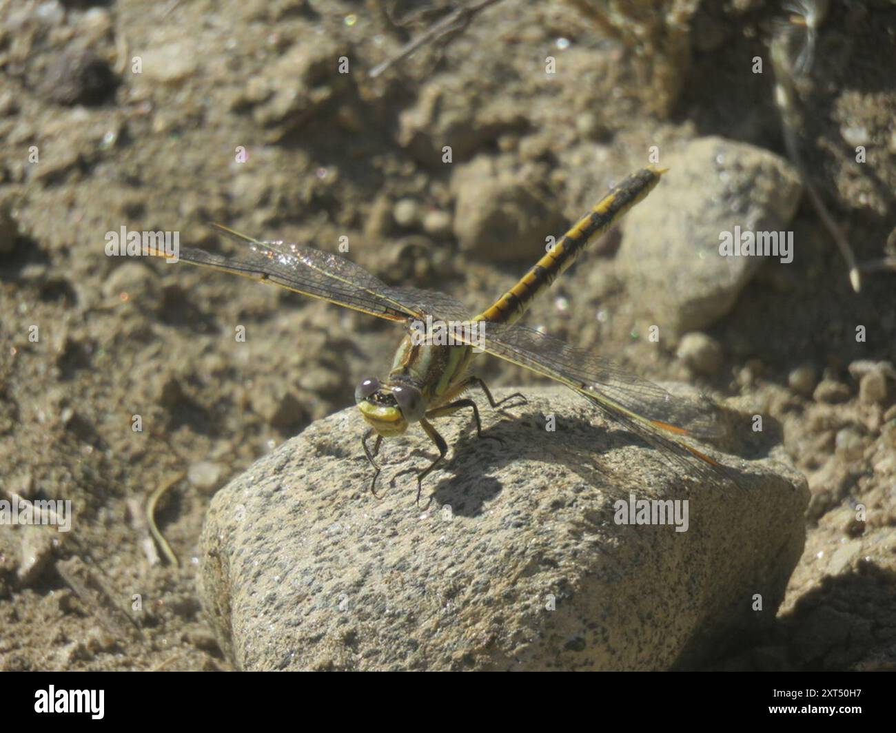 (Progomphus joergenseni) Insecta Stock Photo - Alamy