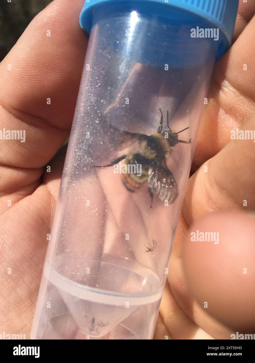 Great Basin Bumble Bee (Bombus centralis) Insecta Stock Photo - Alamy