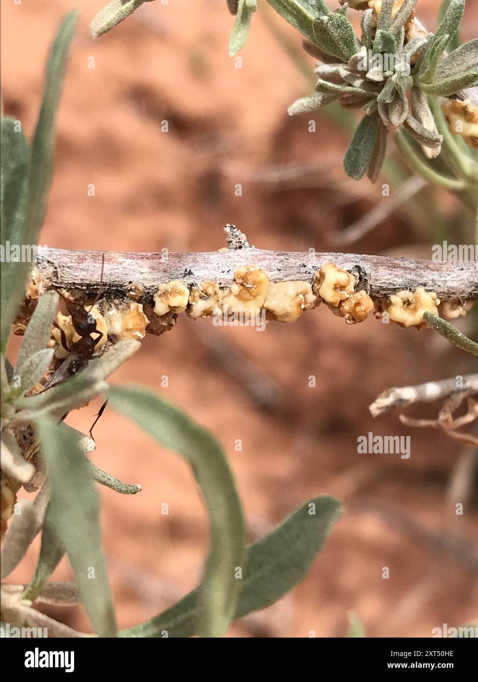 Wax Scales (Ceroplastes) Insecta Stock Photo - Alamy