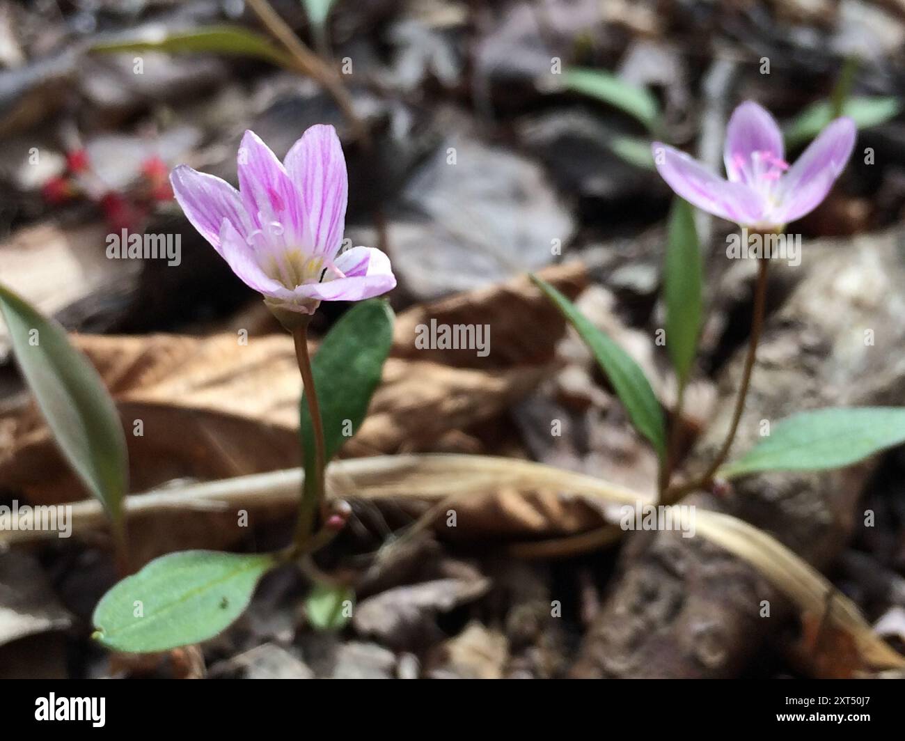 Carolina Springbeauty (Claytonia caroliniana) Plantae Stock Photo - Alamy