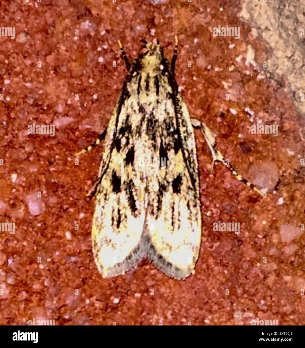 Square-spotted Martyringa Moth (Martyringa latipennis) Insecta Stock ...