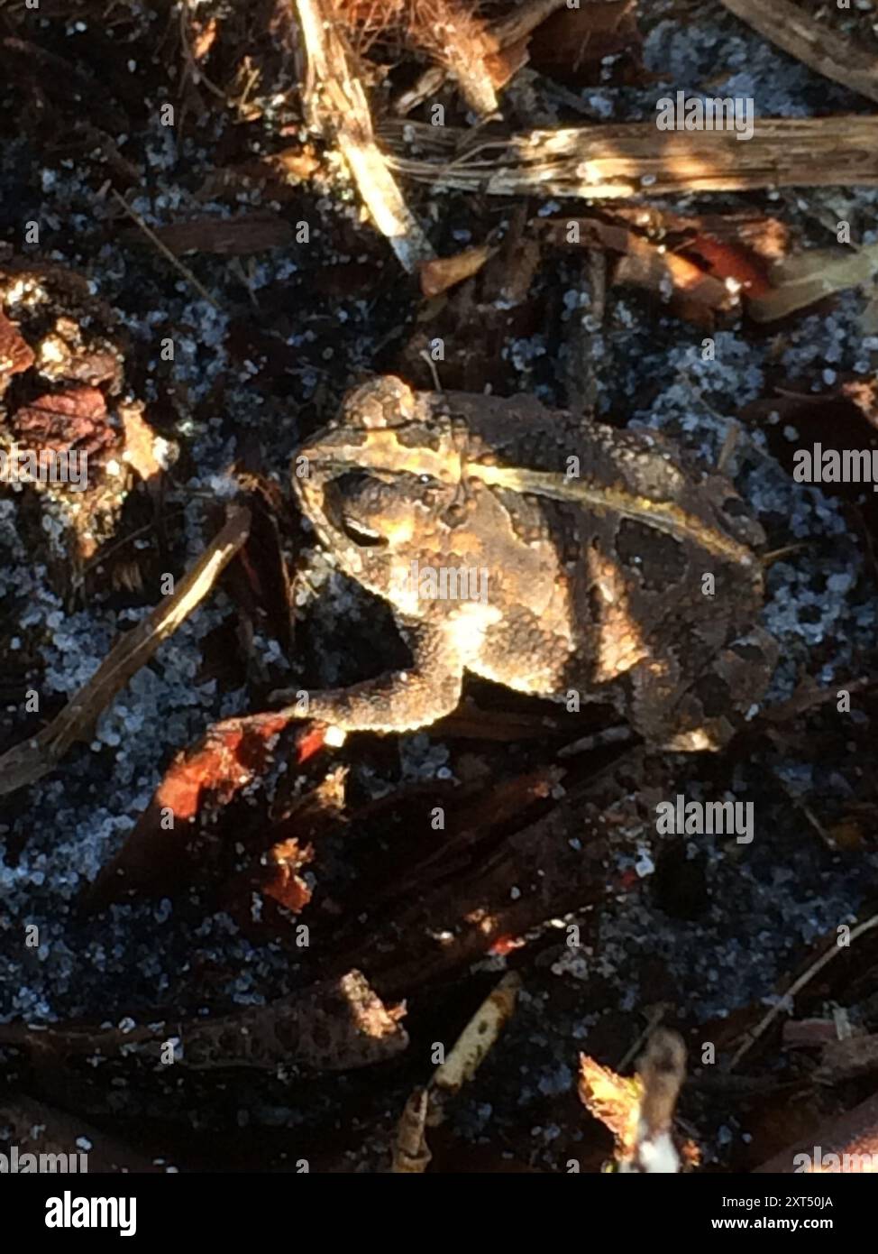 Oak Toad (Anaxyrus quercicus) Amphibia Stock Photo - Alamy