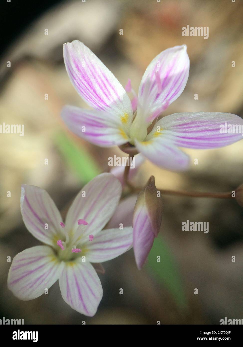 Carolina Springbeauty (Claytonia caroliniana) Plantae Stock Photo - Alamy