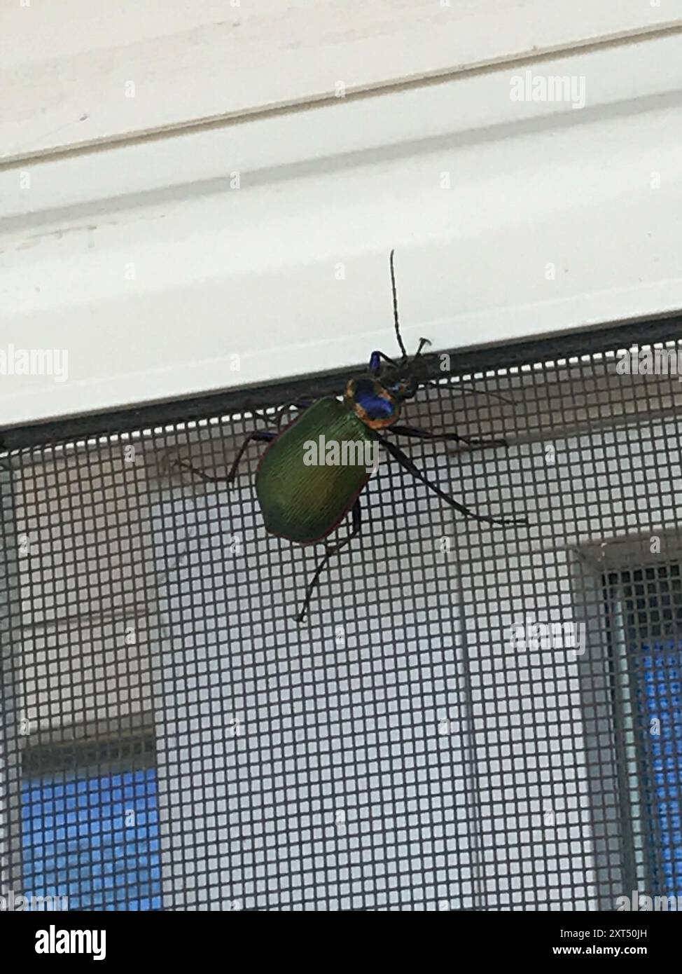 Fiery Searcher (Calosoma scrutator) Insecta Stock Photo - Alamy
