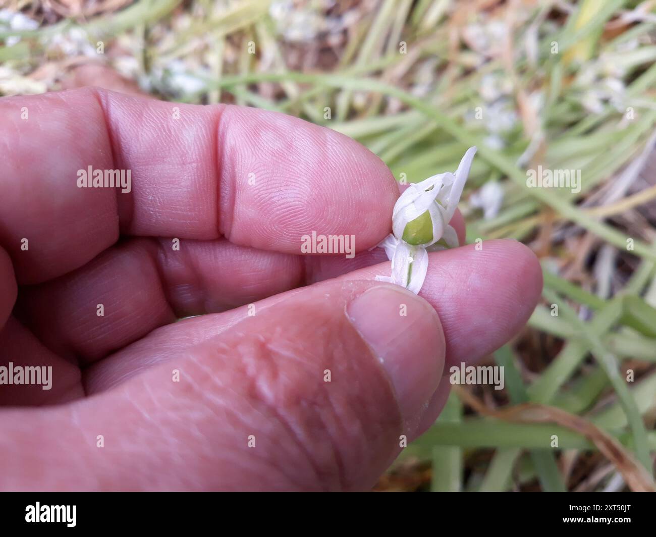 Three-cornered garlic (Allium triquetrum) Plantae Stock Photo - Alamy