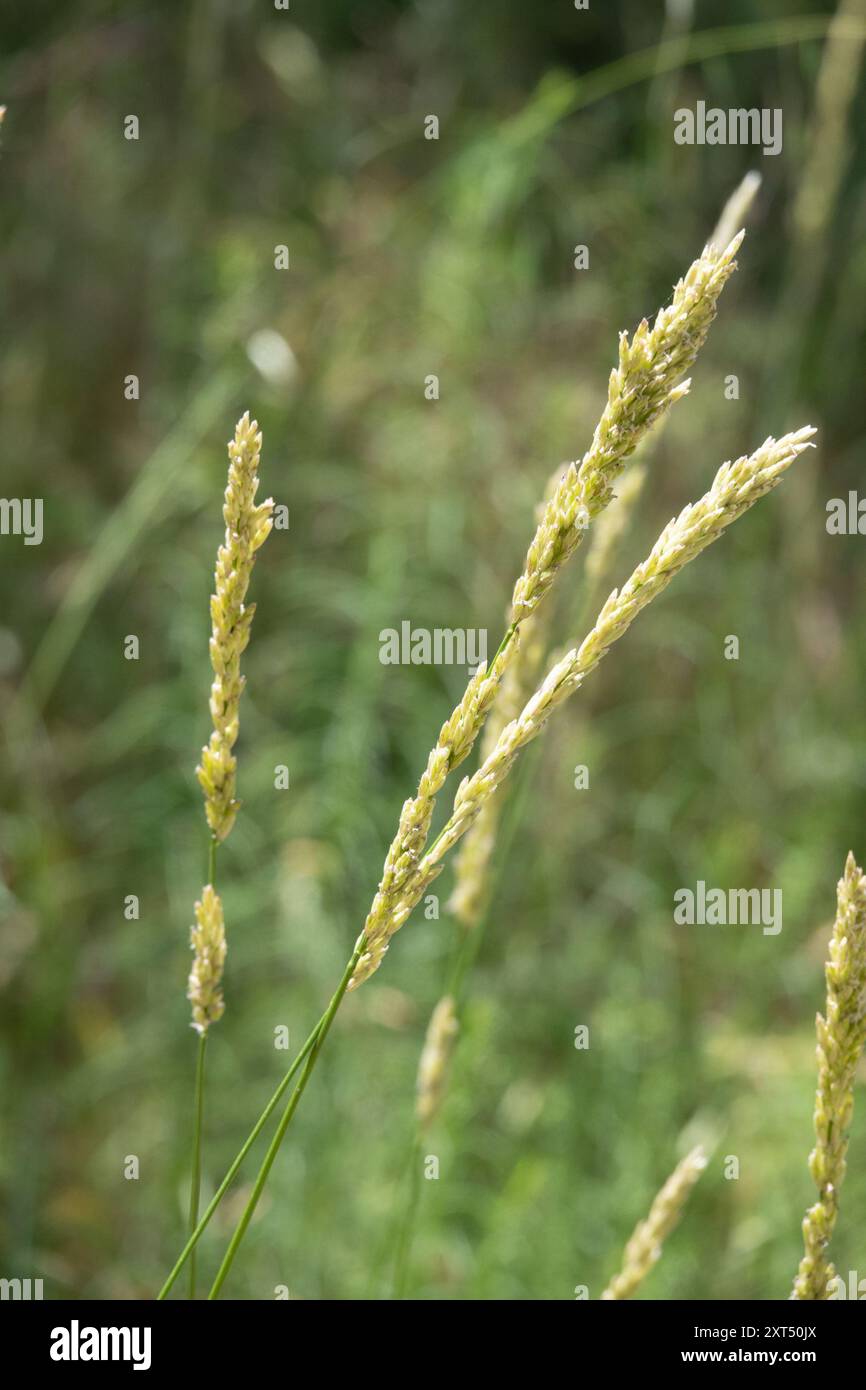 grasses (Poaceae) Plantae Stock Photo - Alamy