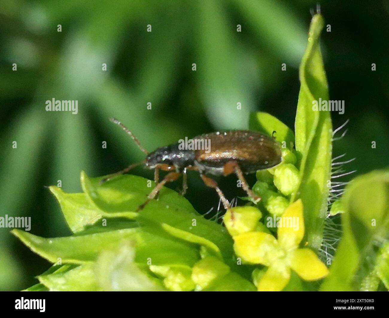 Brown Leaf Weevil (Phyllobius oblongus) Insecta Stock Photo - Alamy