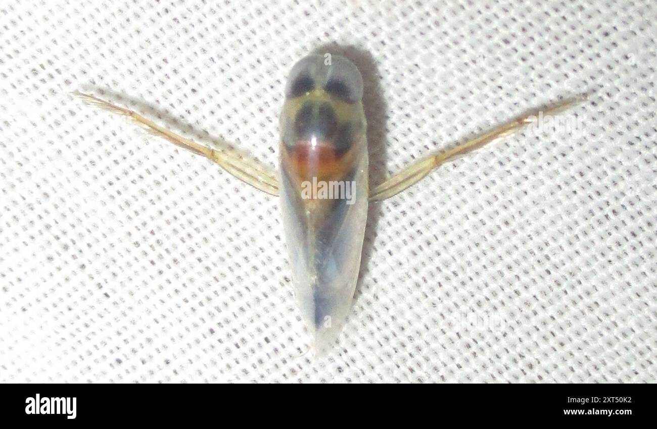 Common Backswimmers (Anisops) Insecta Stock Photo - Alamy