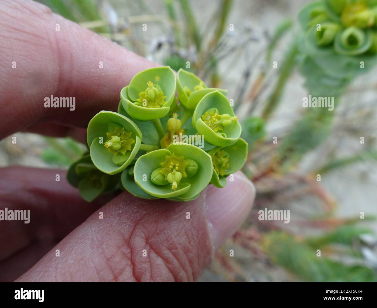 Sea Spurge (Euphorbia paralias) Plantae Stock Photo - Alamy