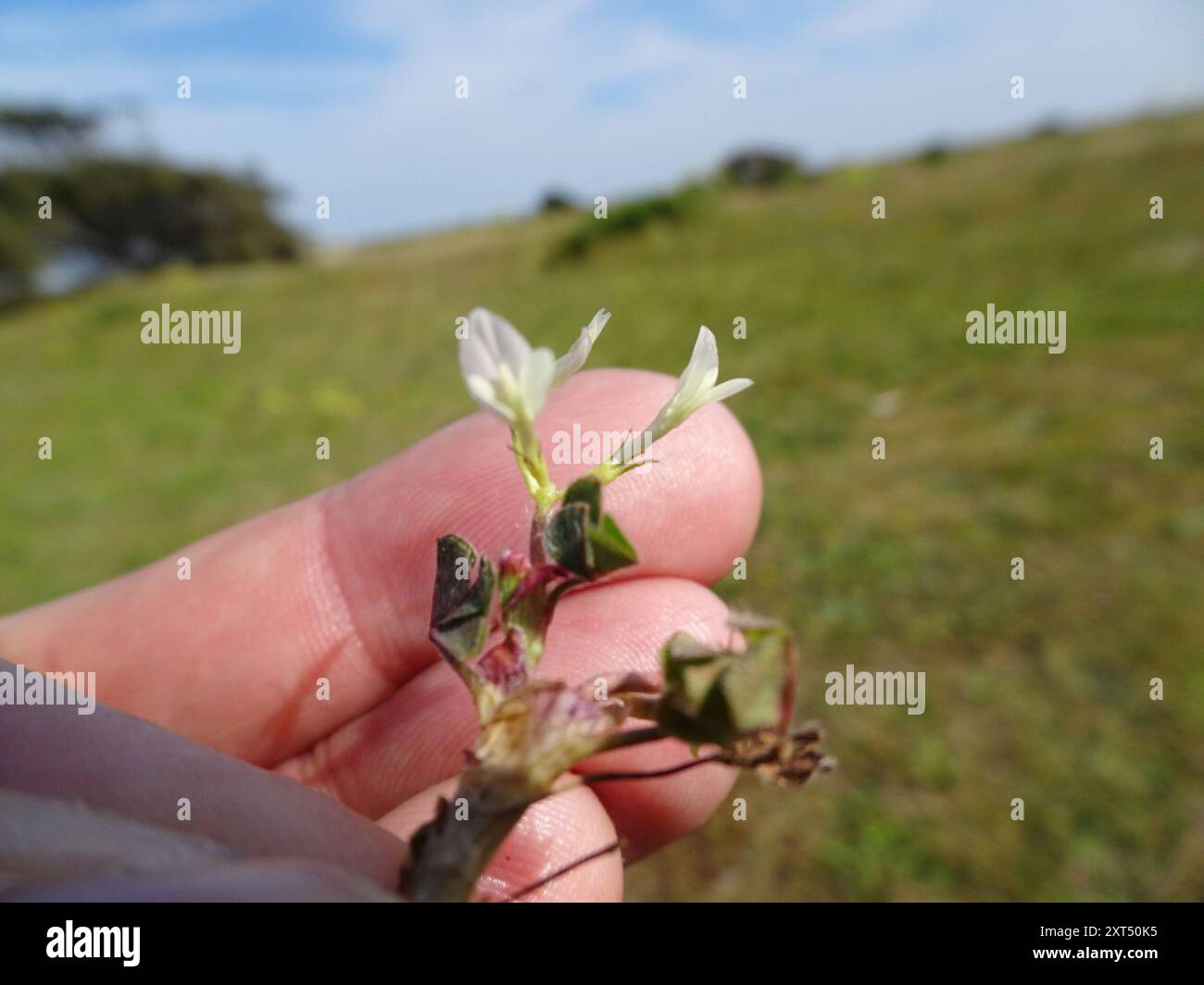 Subterranean Clover (Trifolium subterraneum) Plantae Stock Photo - Alamy