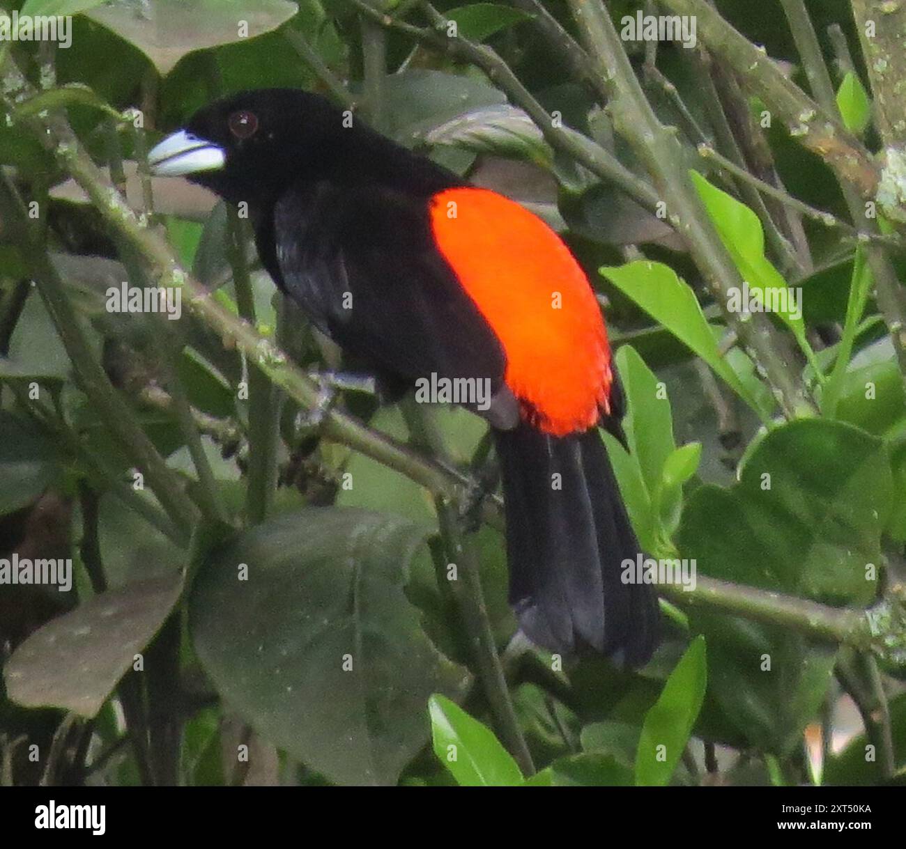 Flame-rumped Tanager (Ramphocelus flammigerus) Aves Stock Photo - Alamy