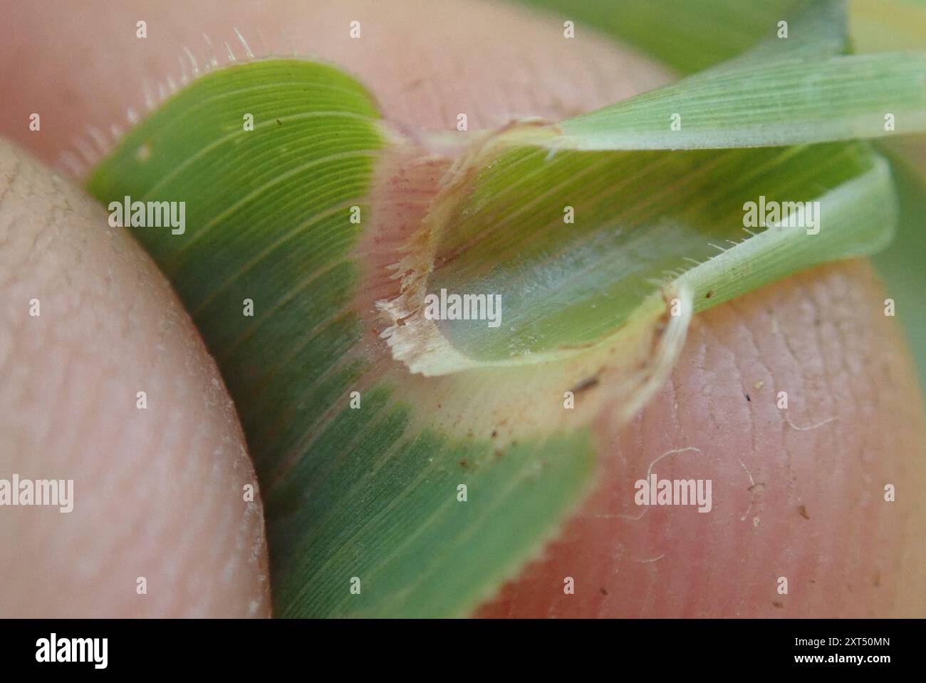 Purple Spike Grass (Perotis patens) Plantae Stock Photo - Alamy