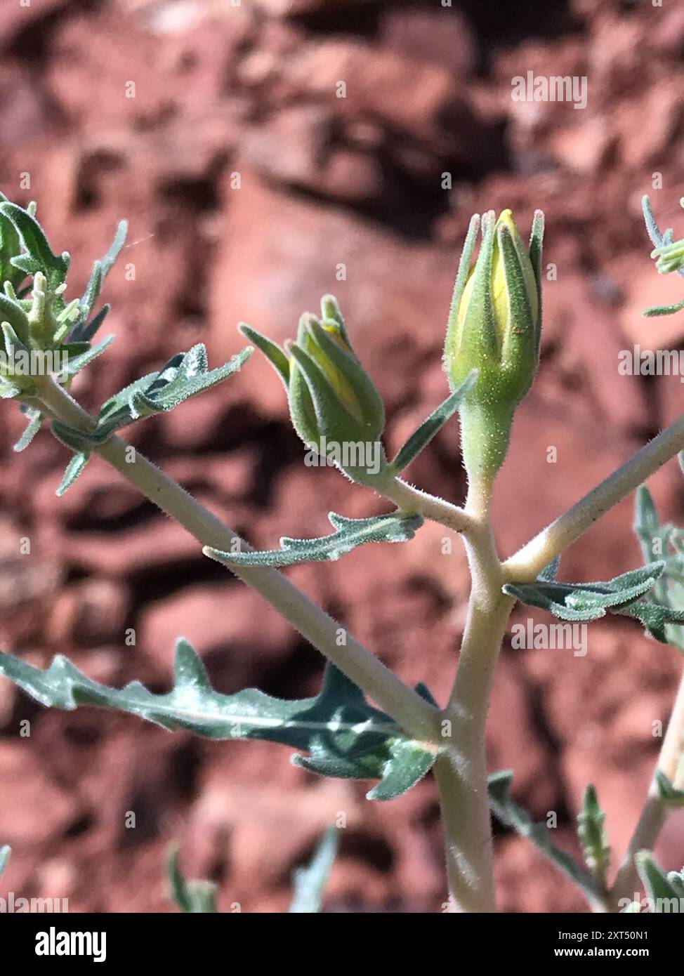 Blazingstars (Mentzelia) Plantae Stock Photo - Alamy