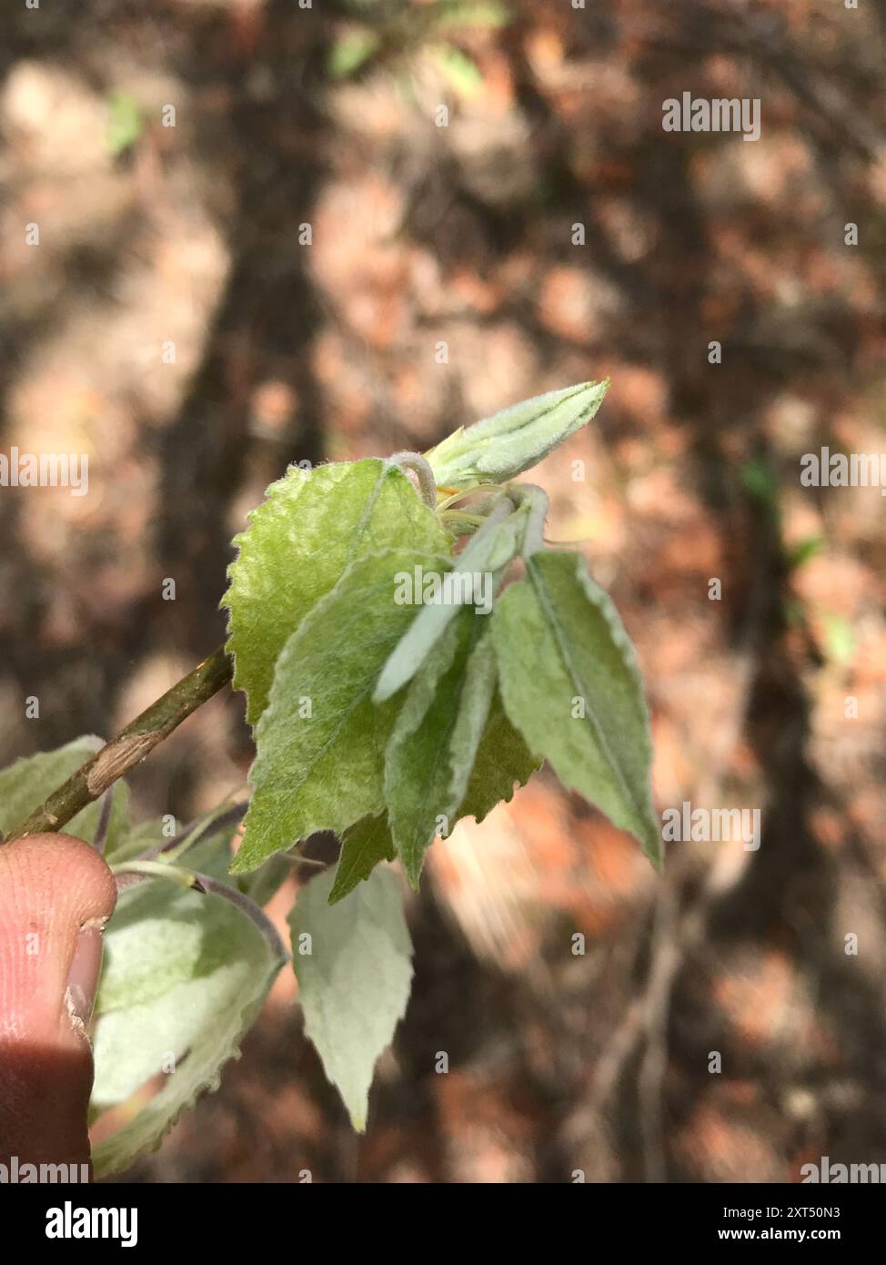 bigtooth aspen (Populus grandidentata) Plantae Stock Photo - Alamy