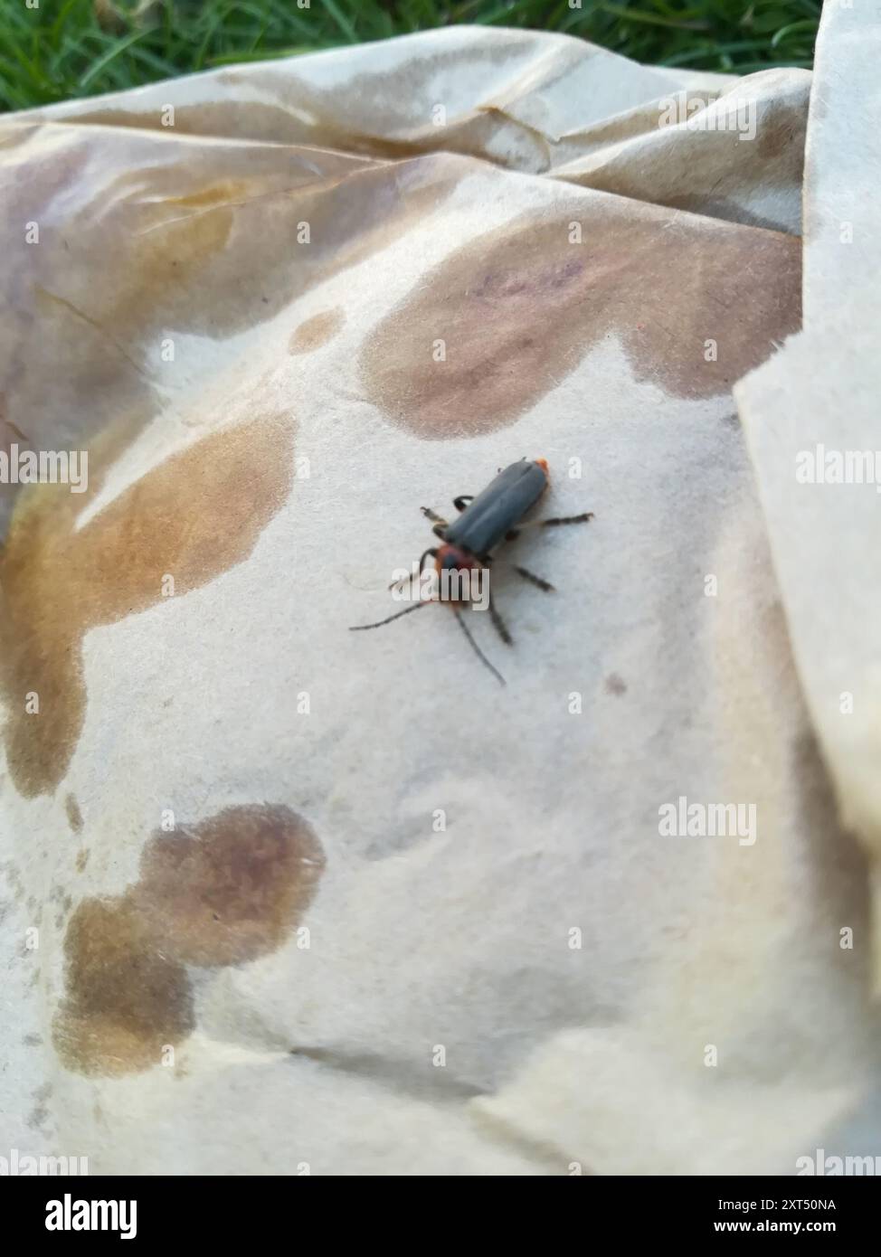 Rustic Sailor Beetle (Cantharis rustica) Insecta Stock Photo - Alamy