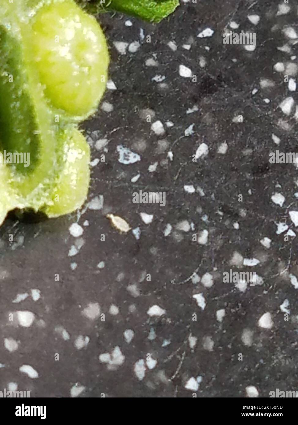 Phylloxeras (Phylloxera) Insecta Stock Photo - Alamy