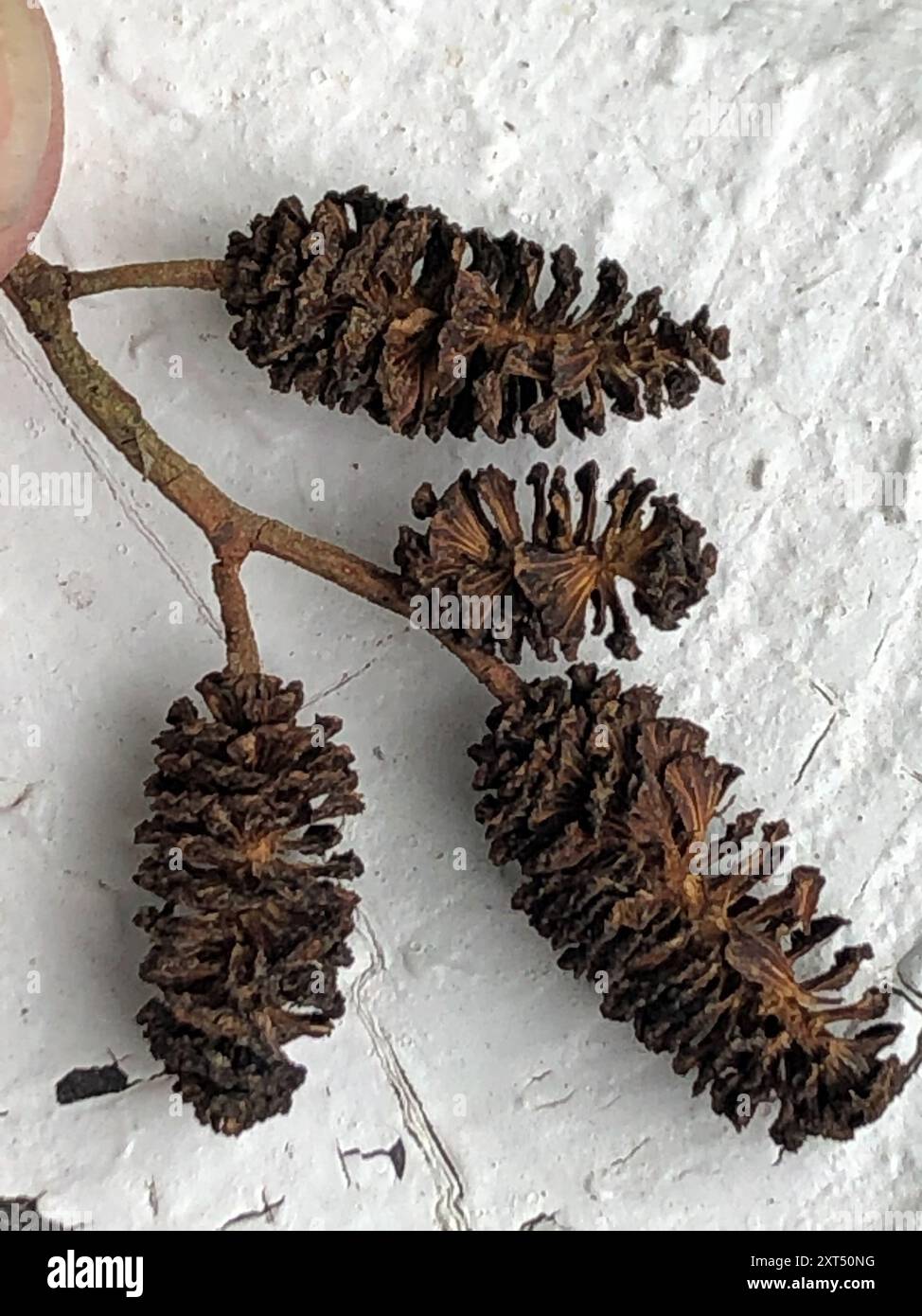 Red Alder (Alnus rubra) Plantae Stock Photo - Alamy