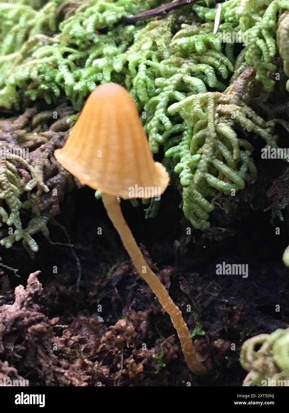 Moss Bell (Galerina hypnorum) Fungi Stock Photo - Alamy