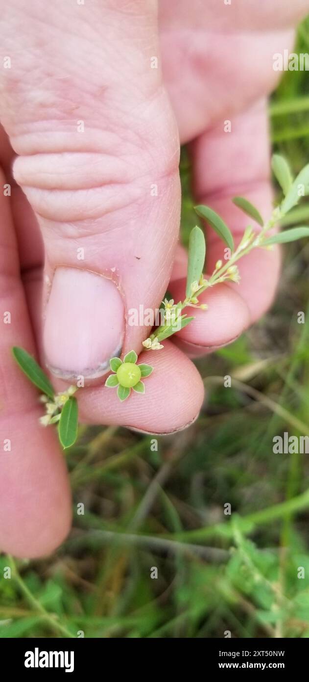 Smartweed Leafflower (Phyllanthus polygonoides) Plantae Stock Photo - Alamy