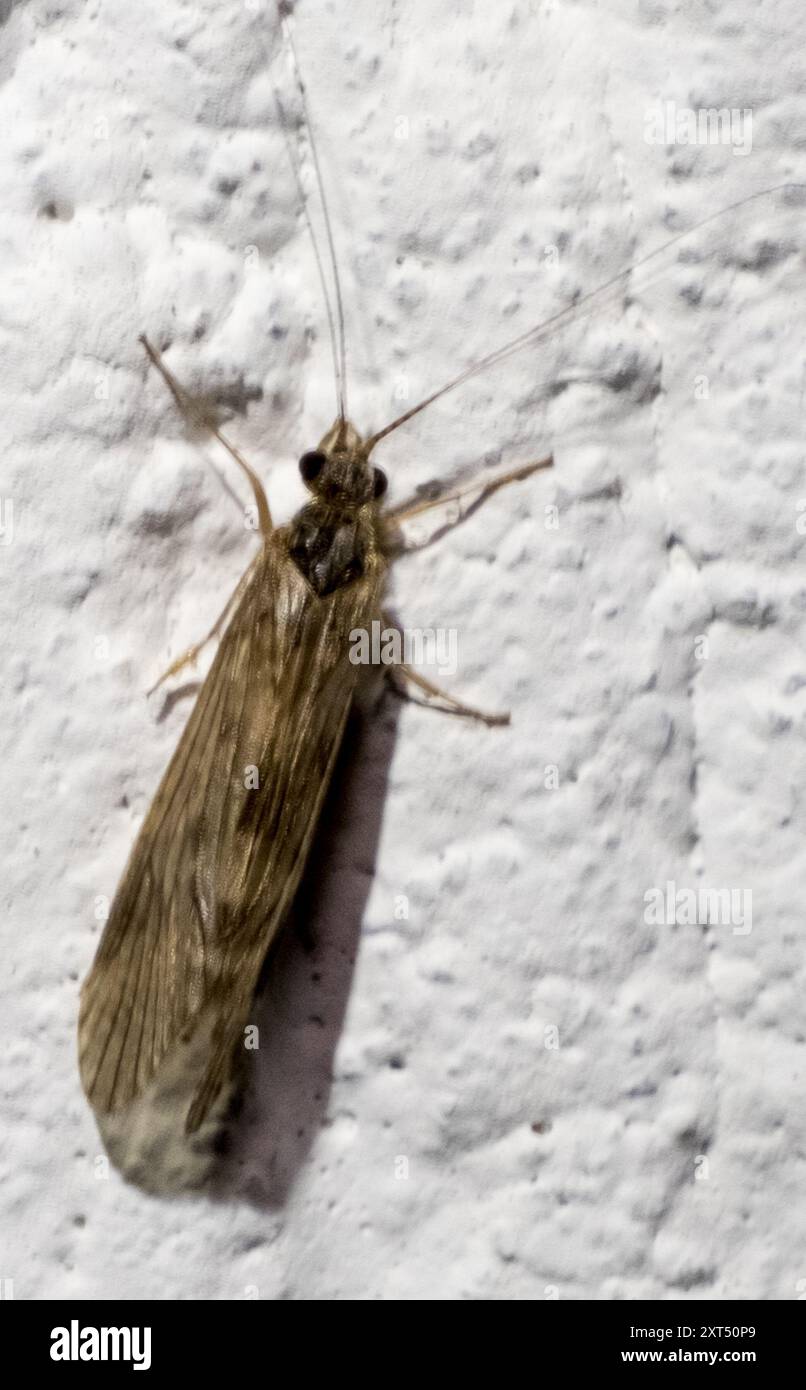 Caddisflies (Trichoptera) Insecta Stock Photo - Alamy