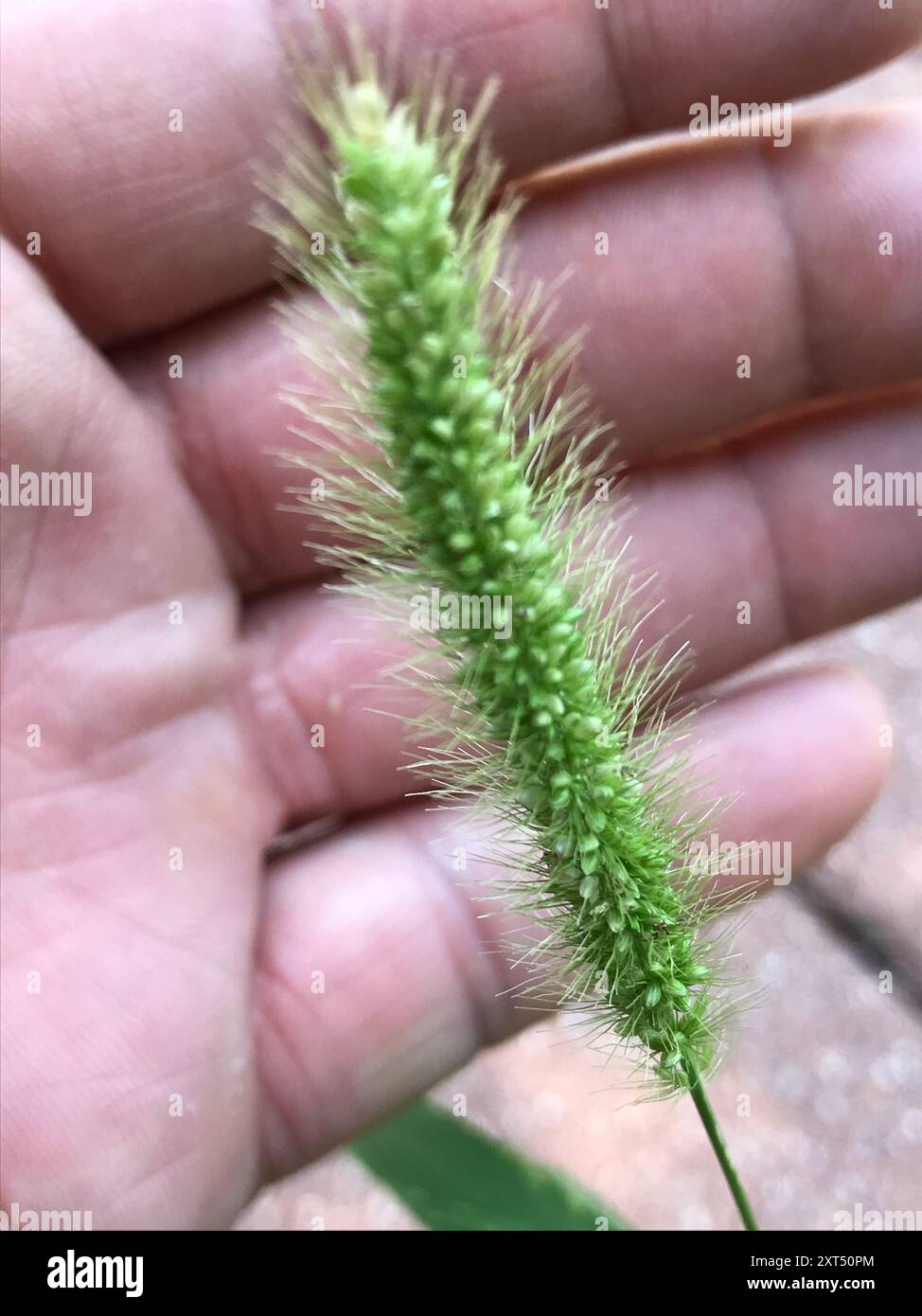 Green Bristle Grass (Setaria viridis) Plantae Stock Photo - Alamy