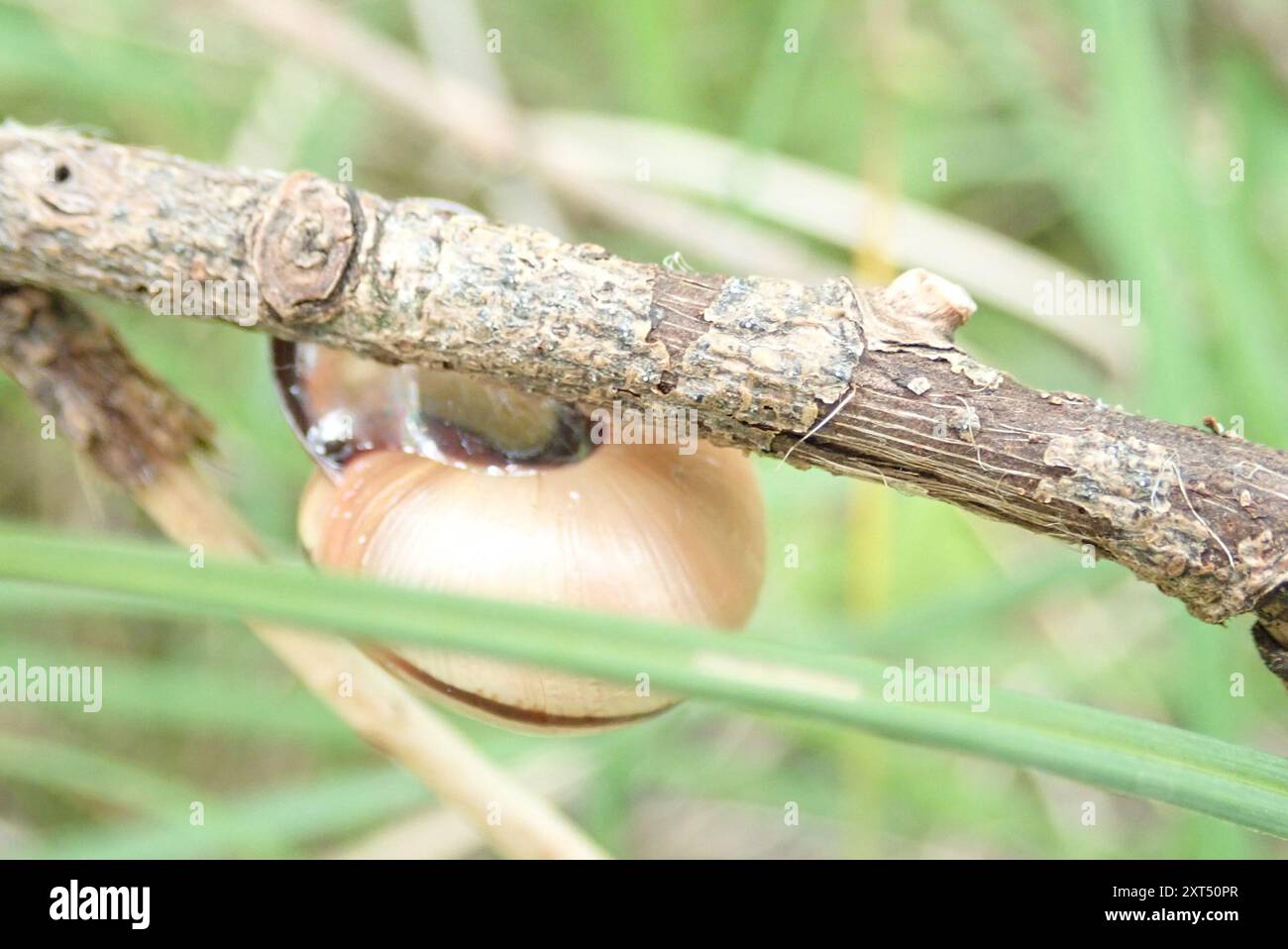 Brown-lipped Snail (Cepaea nemoralis) Mollusca Stock Photo - Alamy