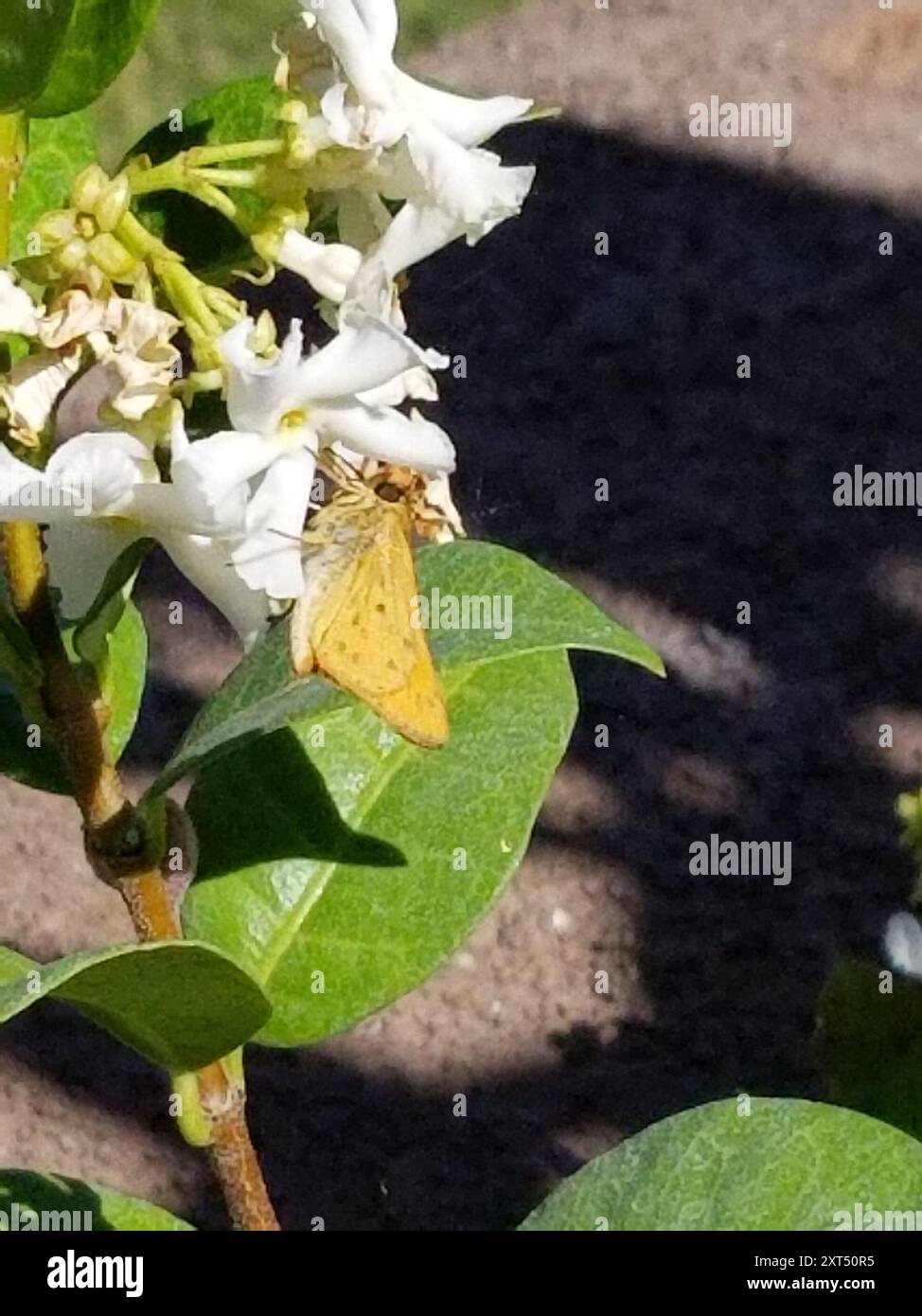 Fiery Skipper (Hylephila phyleus) Insecta Stock Photo - Alamy