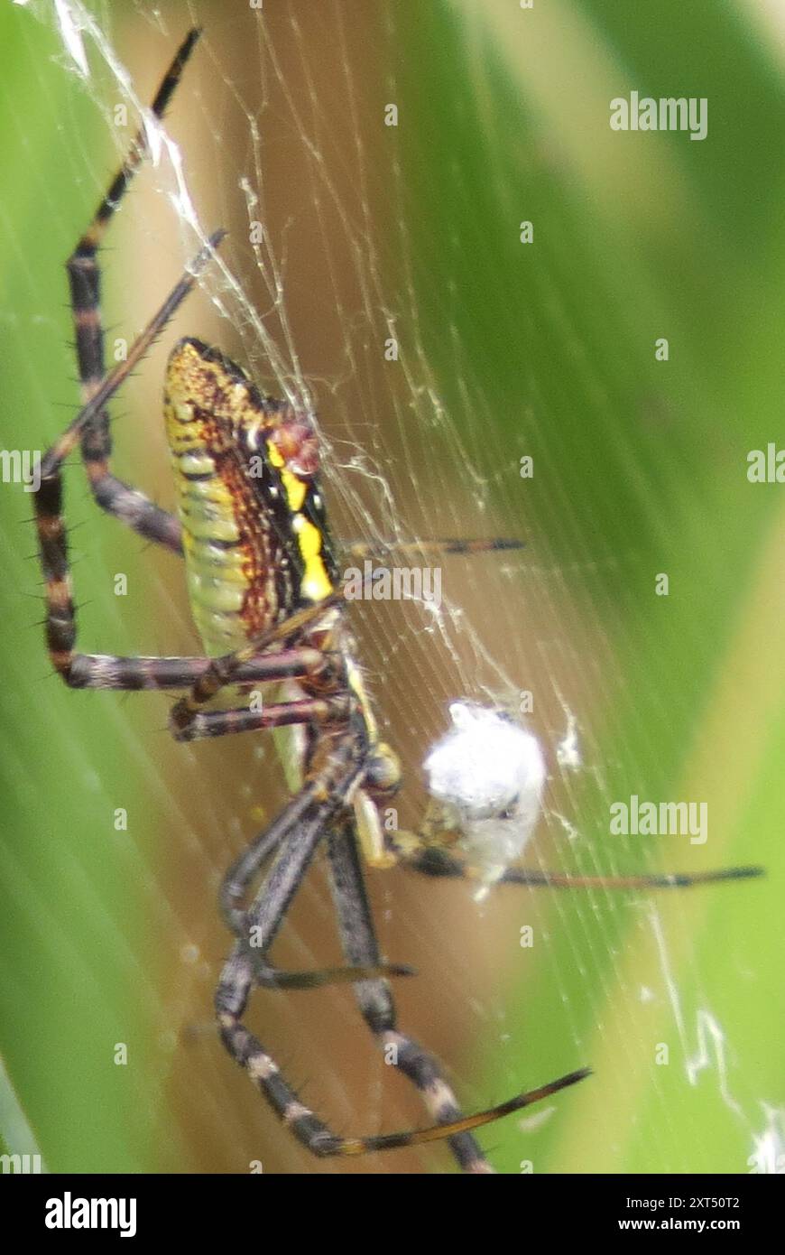 Banded Garden Spider (Argiope trifasciata) Arachnida Stock Photo - Alamy