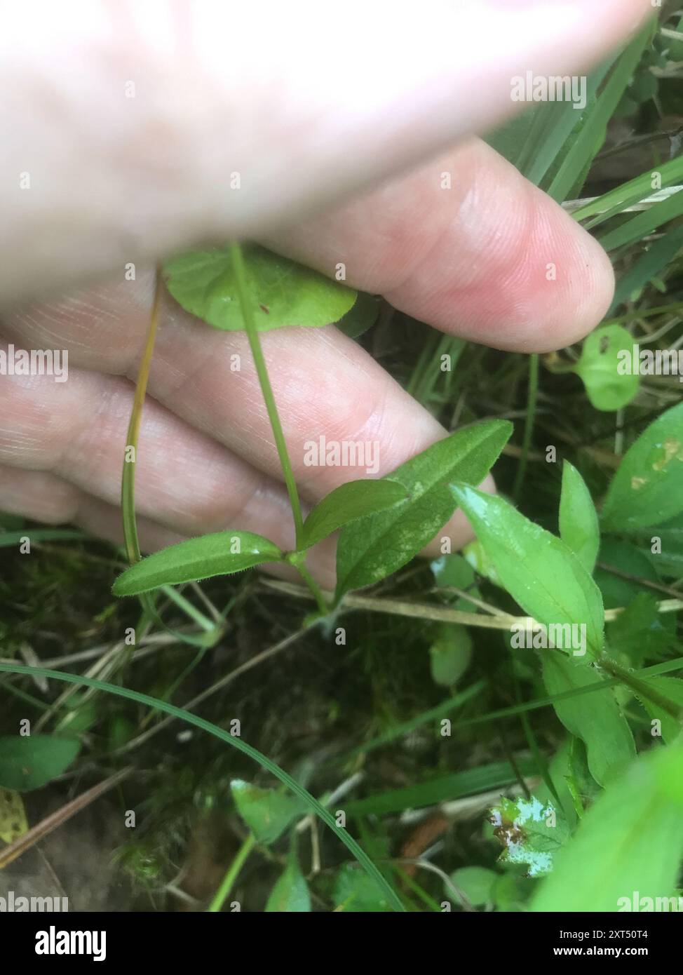 lobed coreopsis (Coreopsis auriculata) Plantae Stock Photo - Alamy
