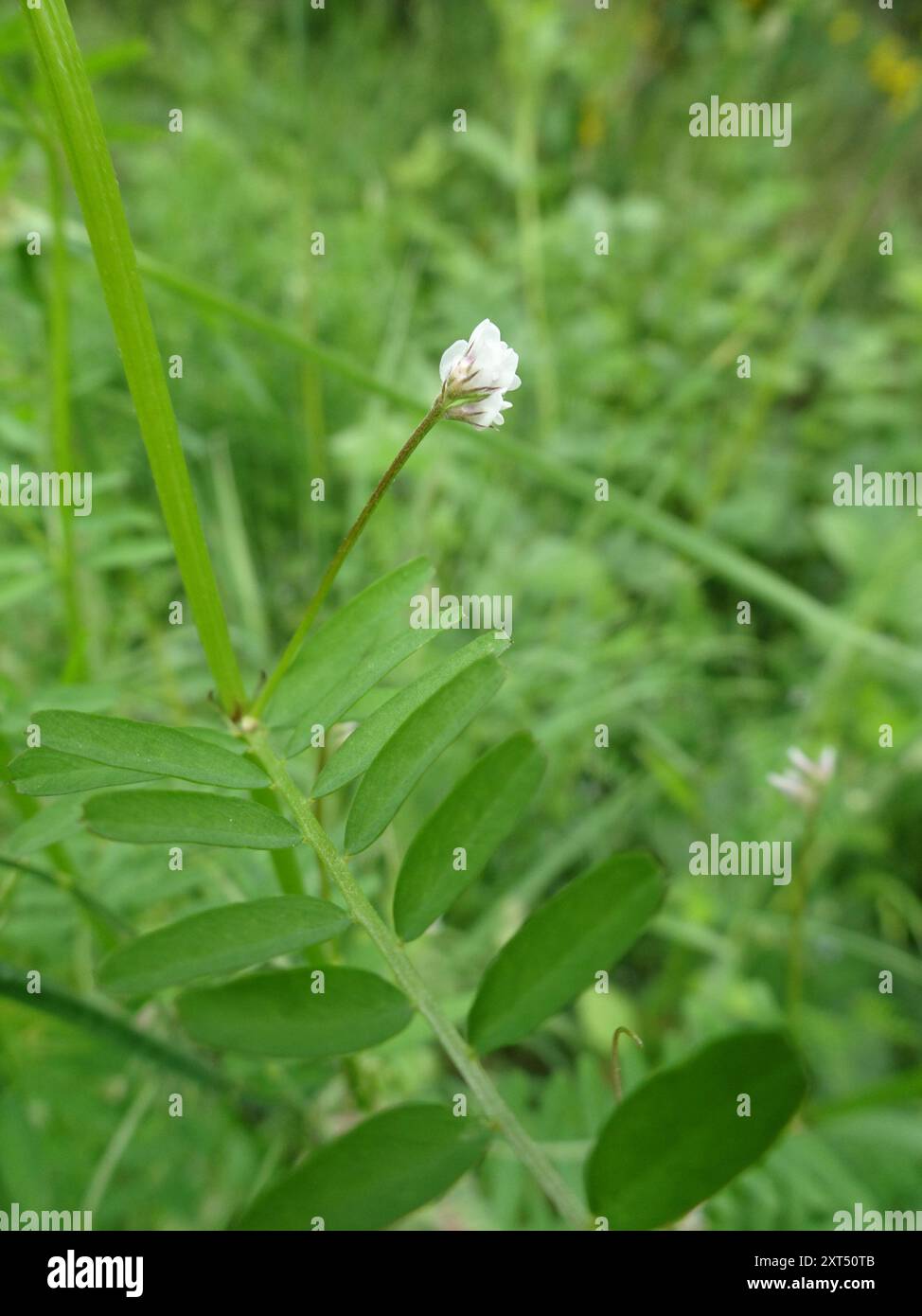 Hairy tare (Vicia hirsuta) Plantae Stock Photo - Alamy