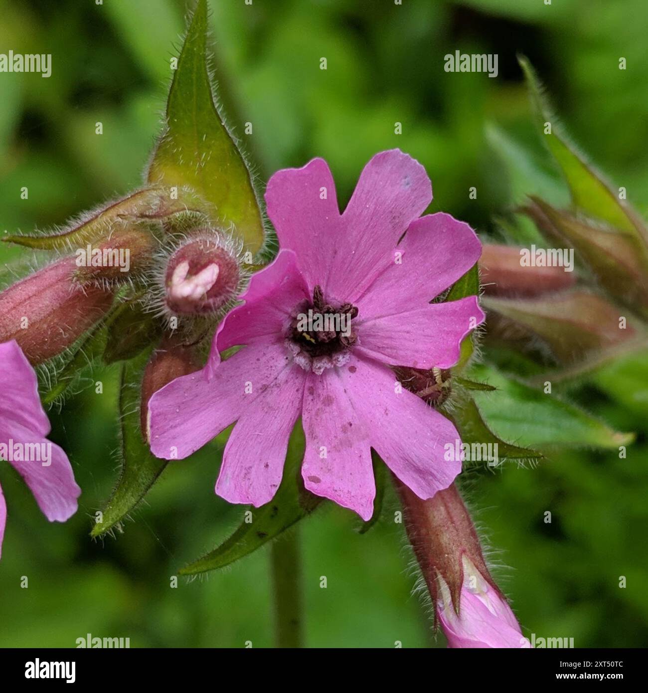 (Microbotryum silenes-dioicae) Fungi Stock Photo - Alamy