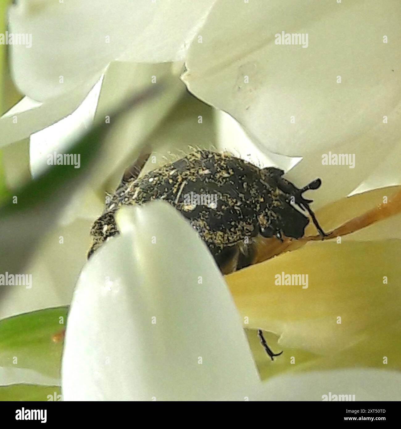 Mediterranean Spotted Chafer (Oxythyrea funesta) Insecta Stock Photo ...
