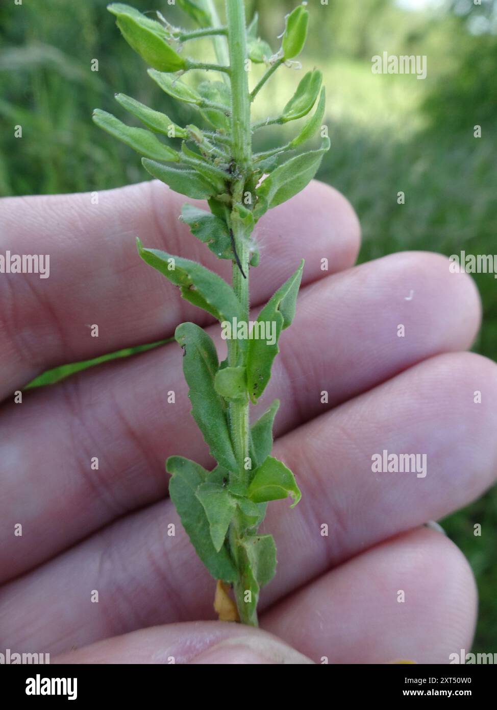 field peppergrass (Lepidium campestre) Plantae Stock Photo - Alamy