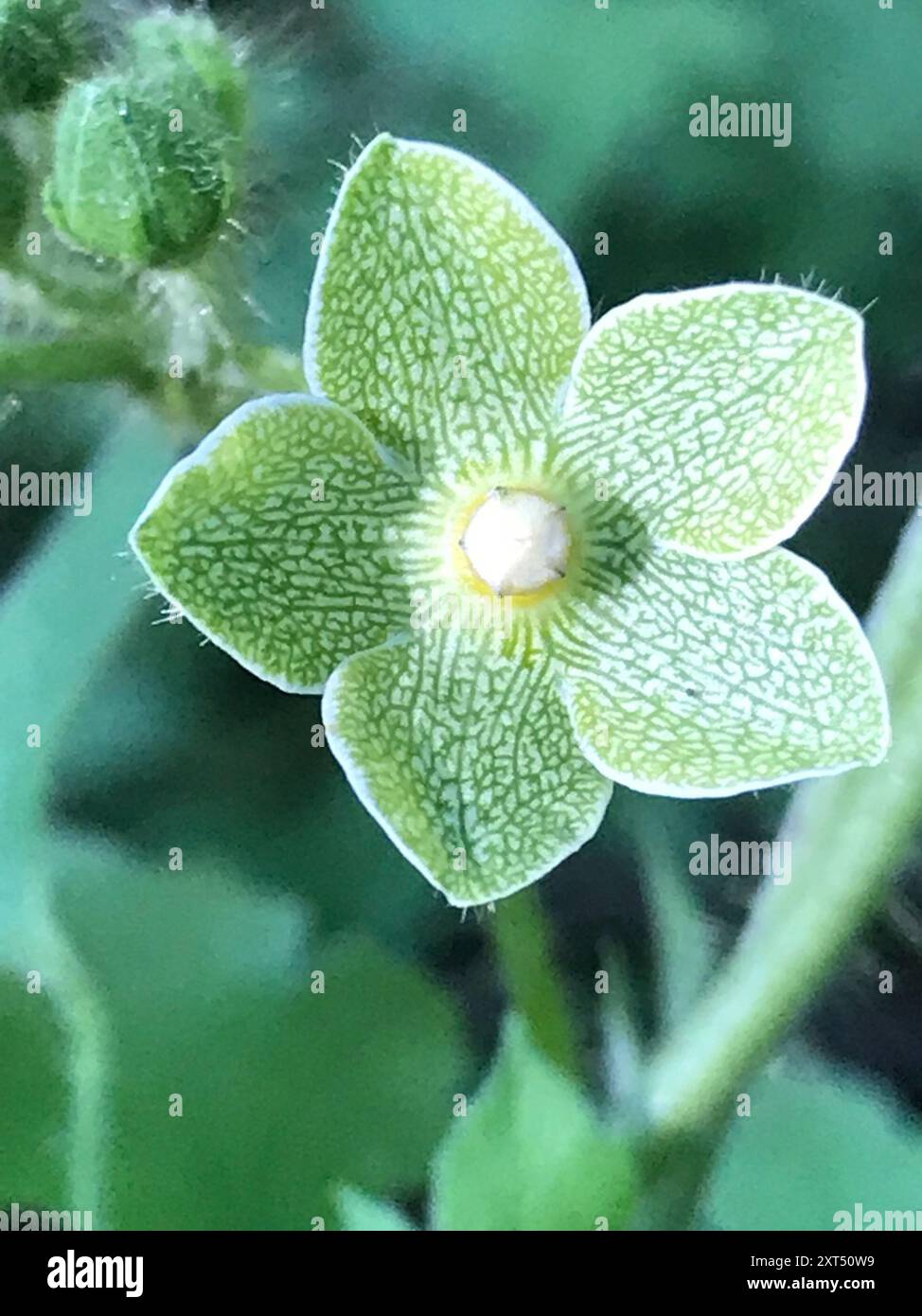 Pearl Milkweed (Matelea reticulata) Plantae Stock Photo - Alamy