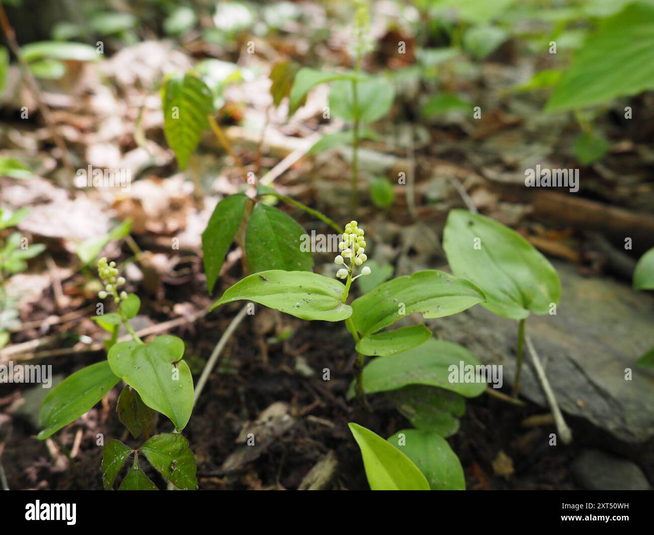 Canada mayflower (Maianthemum canadense) Plantae Stock Photo - Alamy