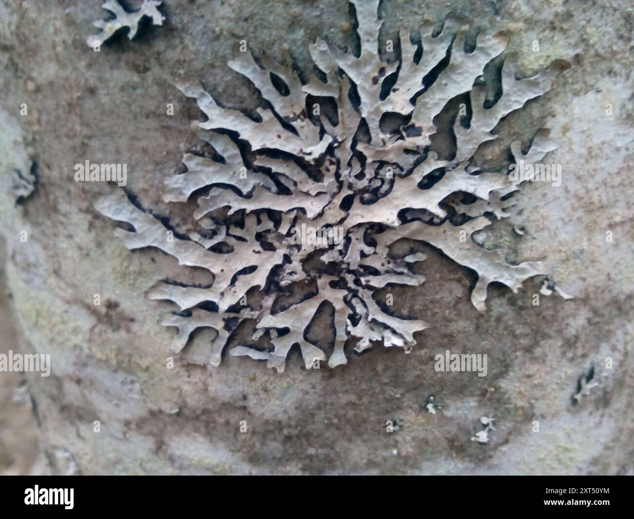 shield lichens (Parmelia) Fungi Stock Photo - Alamy