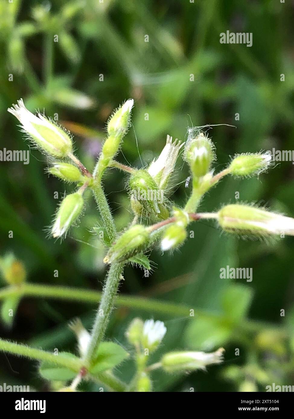 Sticky mouse-ear chickweed (Cerastium glomeratum) Plantae Stock Photo ...